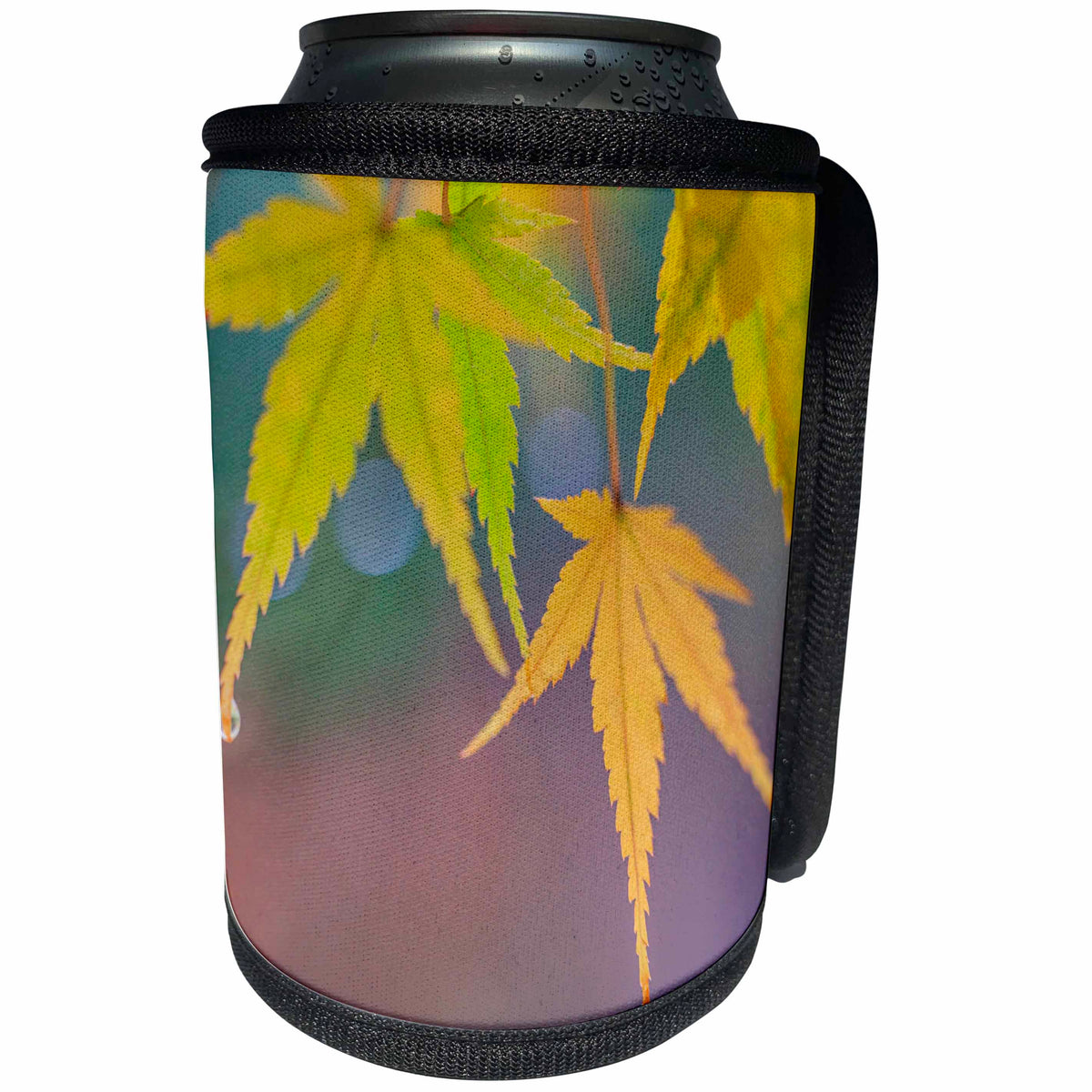 Washington State, Seabeck. Japanese maple leaves after rain., Can ...