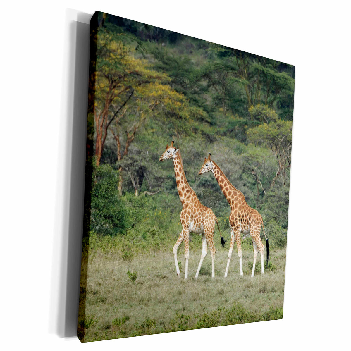 3dRose Rothschilds Giraffe, Lake Nakuru National Park, Kenya... - Muse