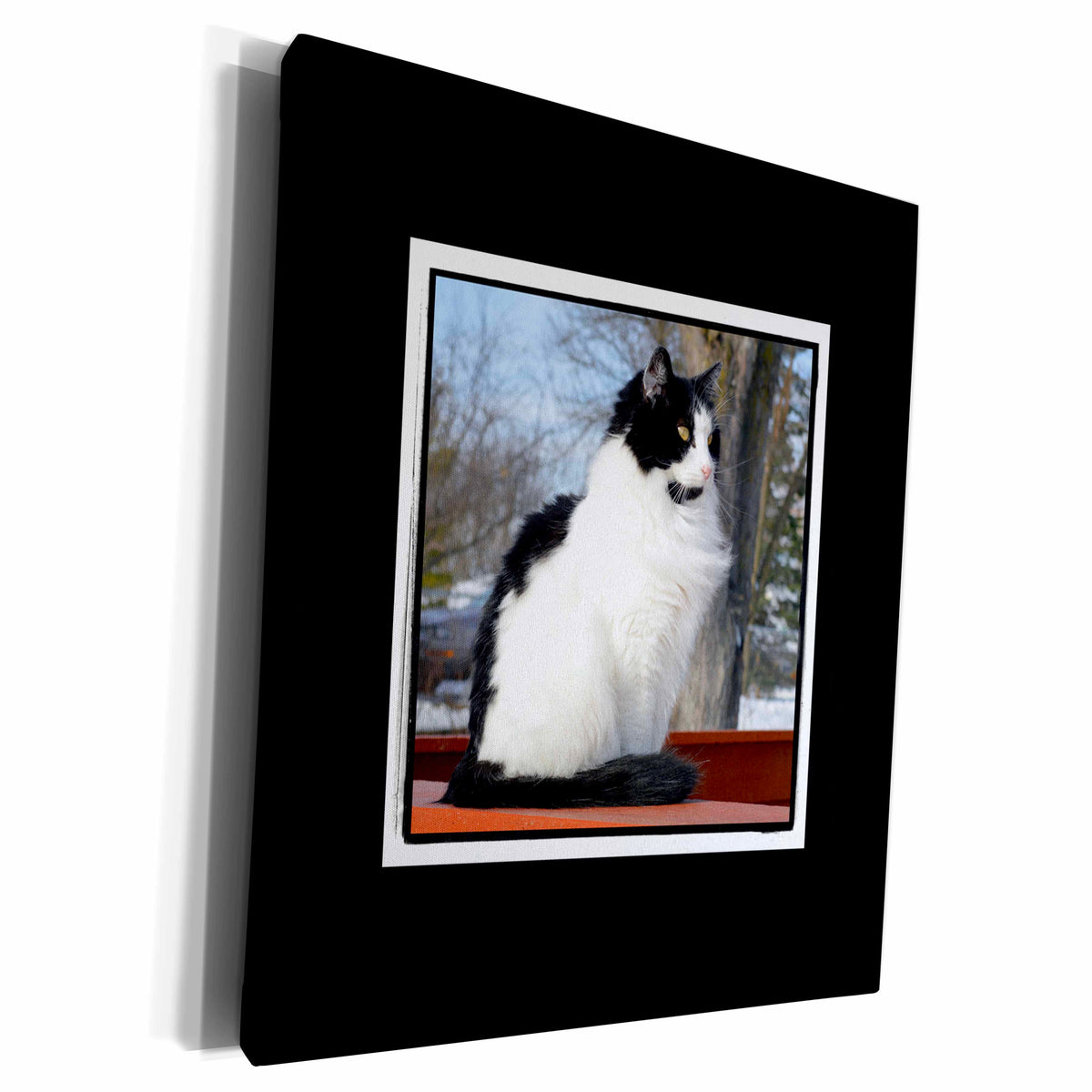 Beautiful Black and White Kitty Cat on Patio Rail on a Winters Day ...