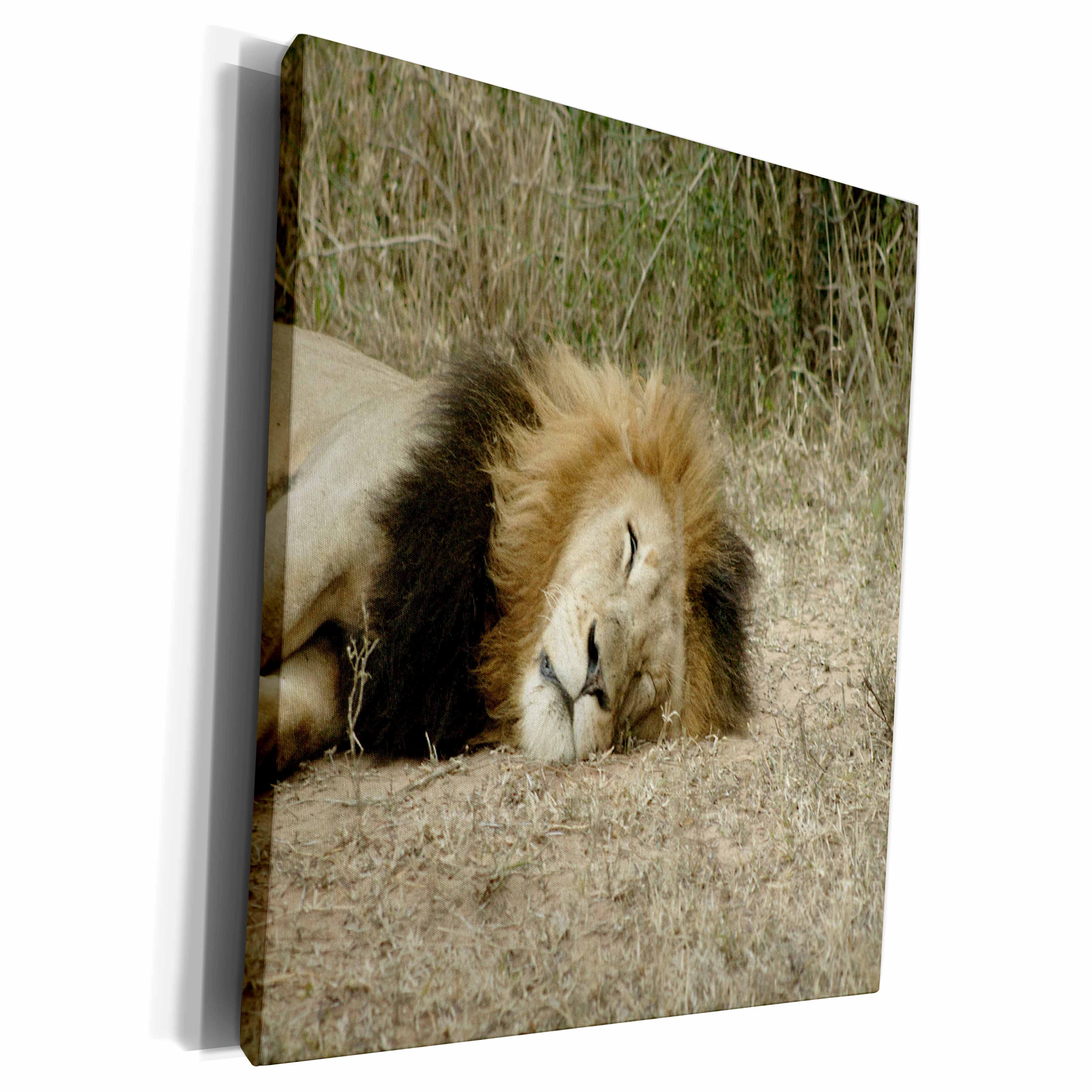 3dRose South African Sleeping Lion headshot - Museum Grade Canvas Wrap