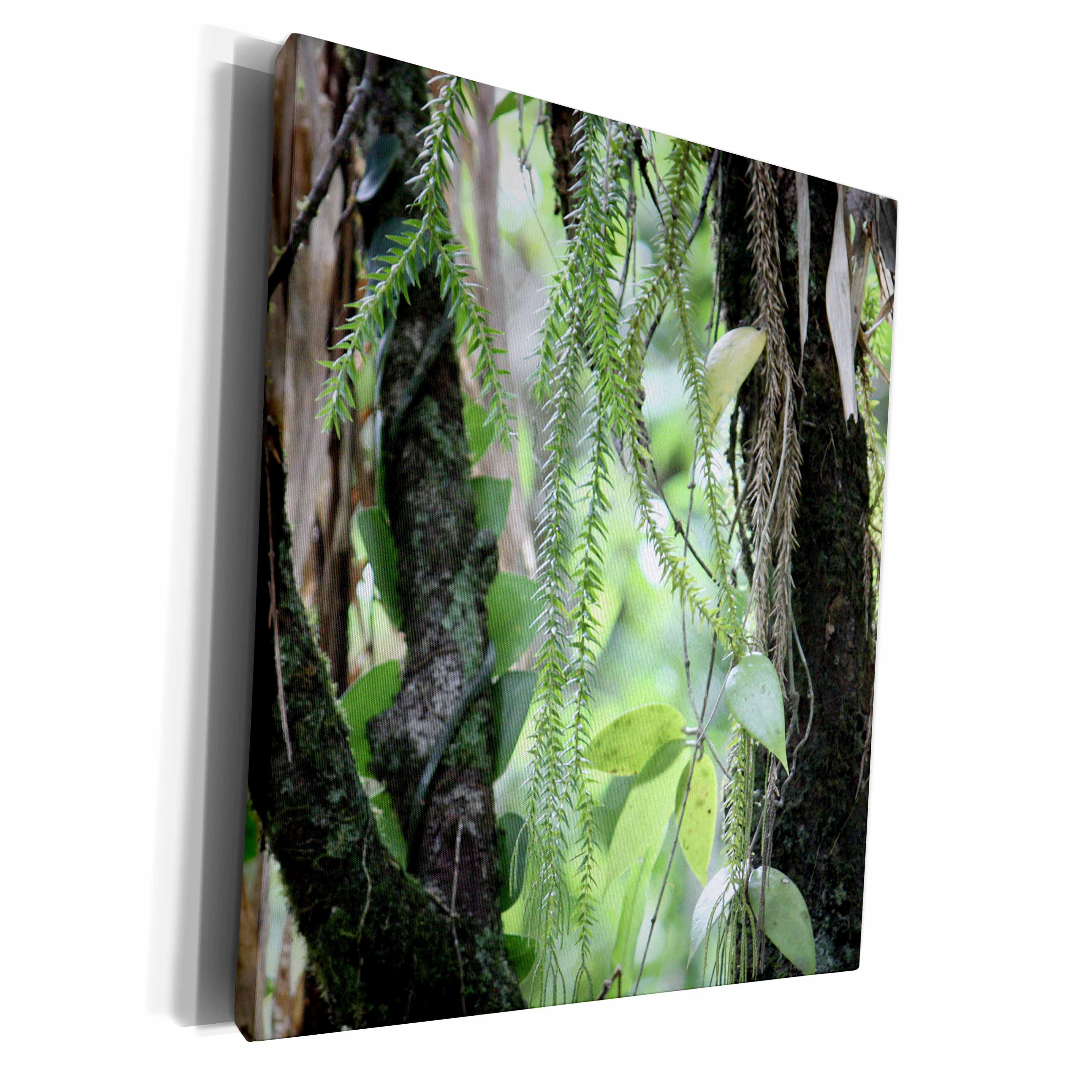 3dRose Inside a Rainforest Tropical Queensland Australia - Museum Grad