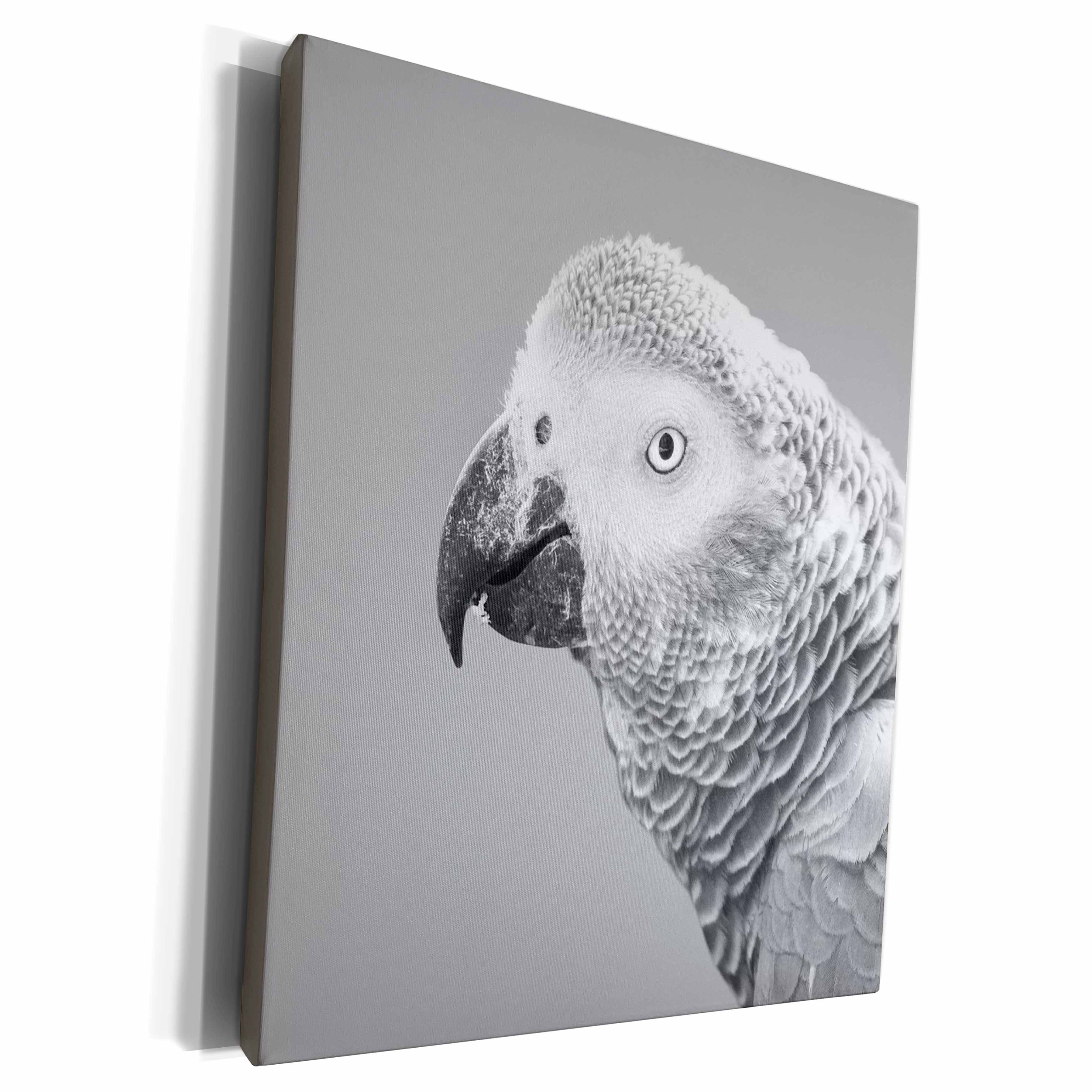3dRose Portrait of Funny African Grey Parrot Macaw Bird - Museum Grade