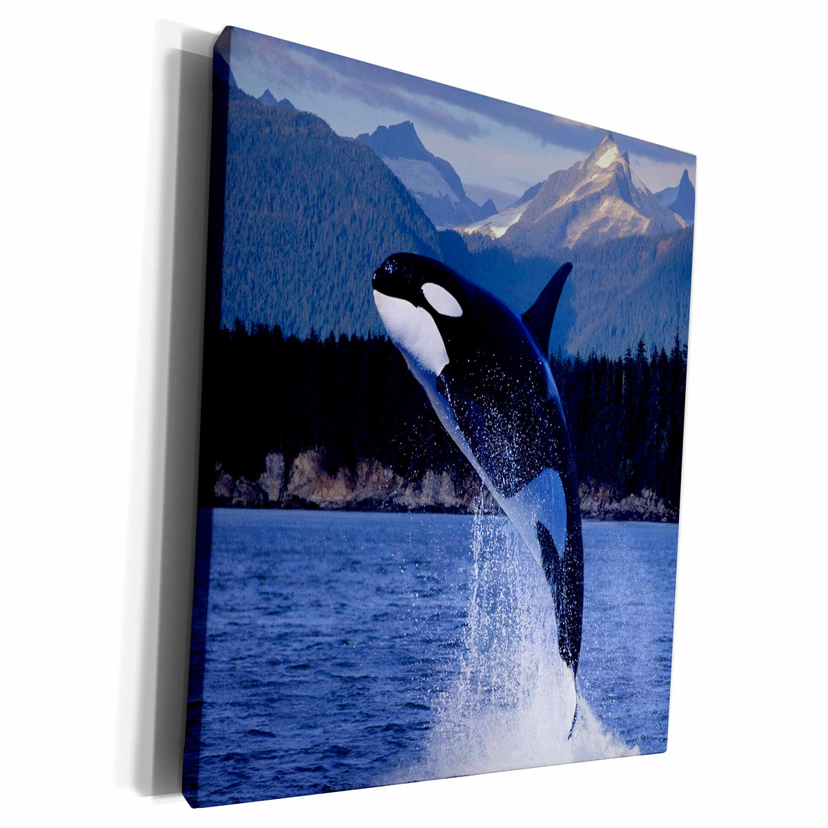 Breeching Whale Off Alaska Coast, Museum Grade Canvas Wrap — 3dRose