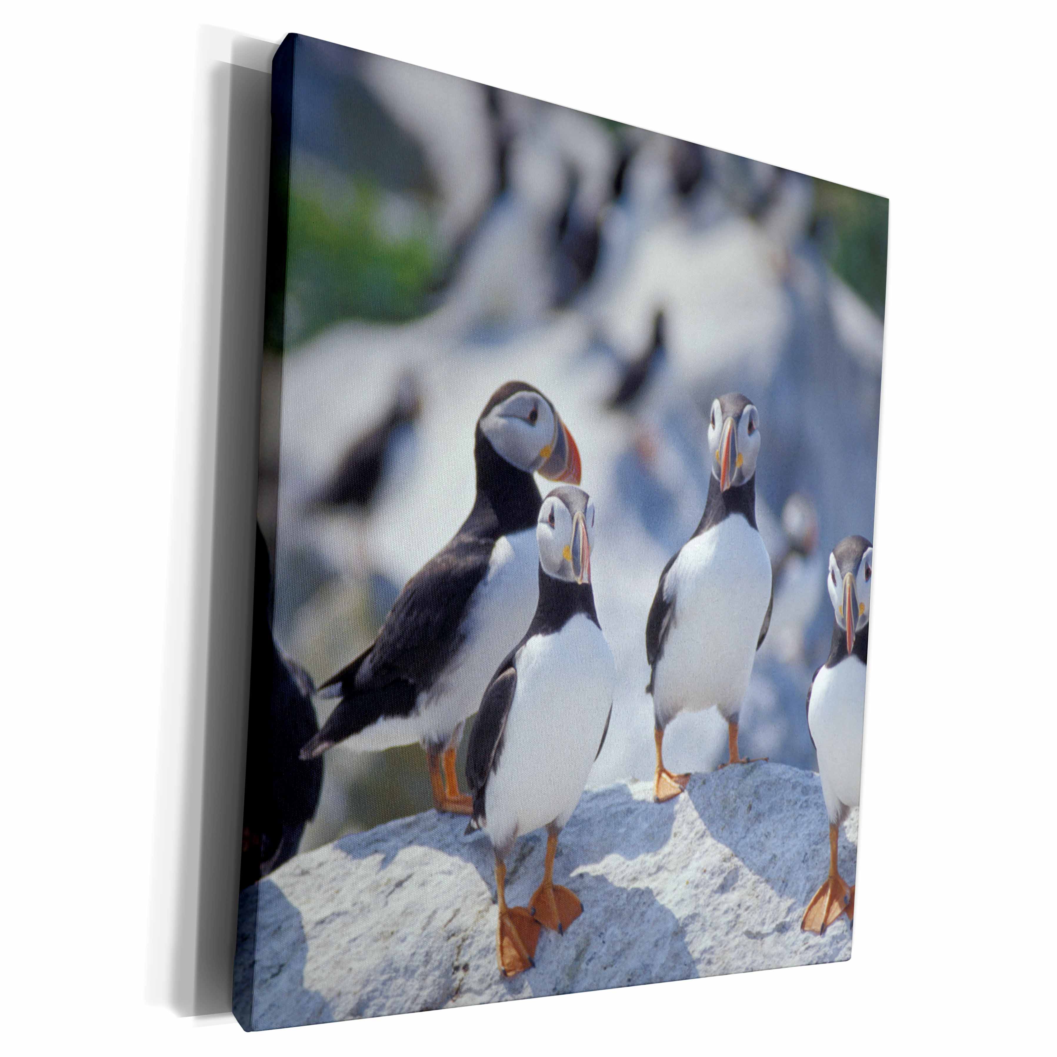 3dRose Atlantic Puffin birds, Machias Seal, Maine - US20... - Museum G